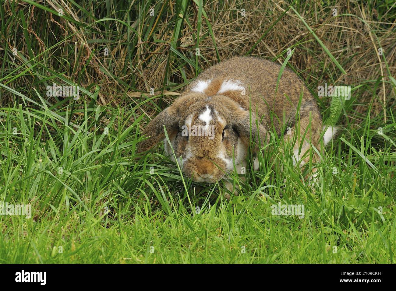 Lop-eared rabbit in a meadow. Lop-eared Rabbit in a meadow Stock Photo ...