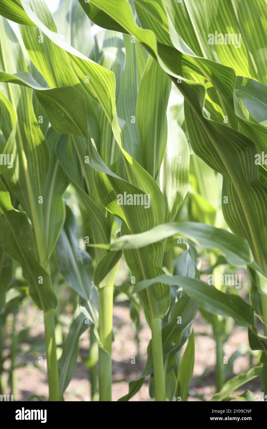 Young maize plants Stock Photo - Alamy