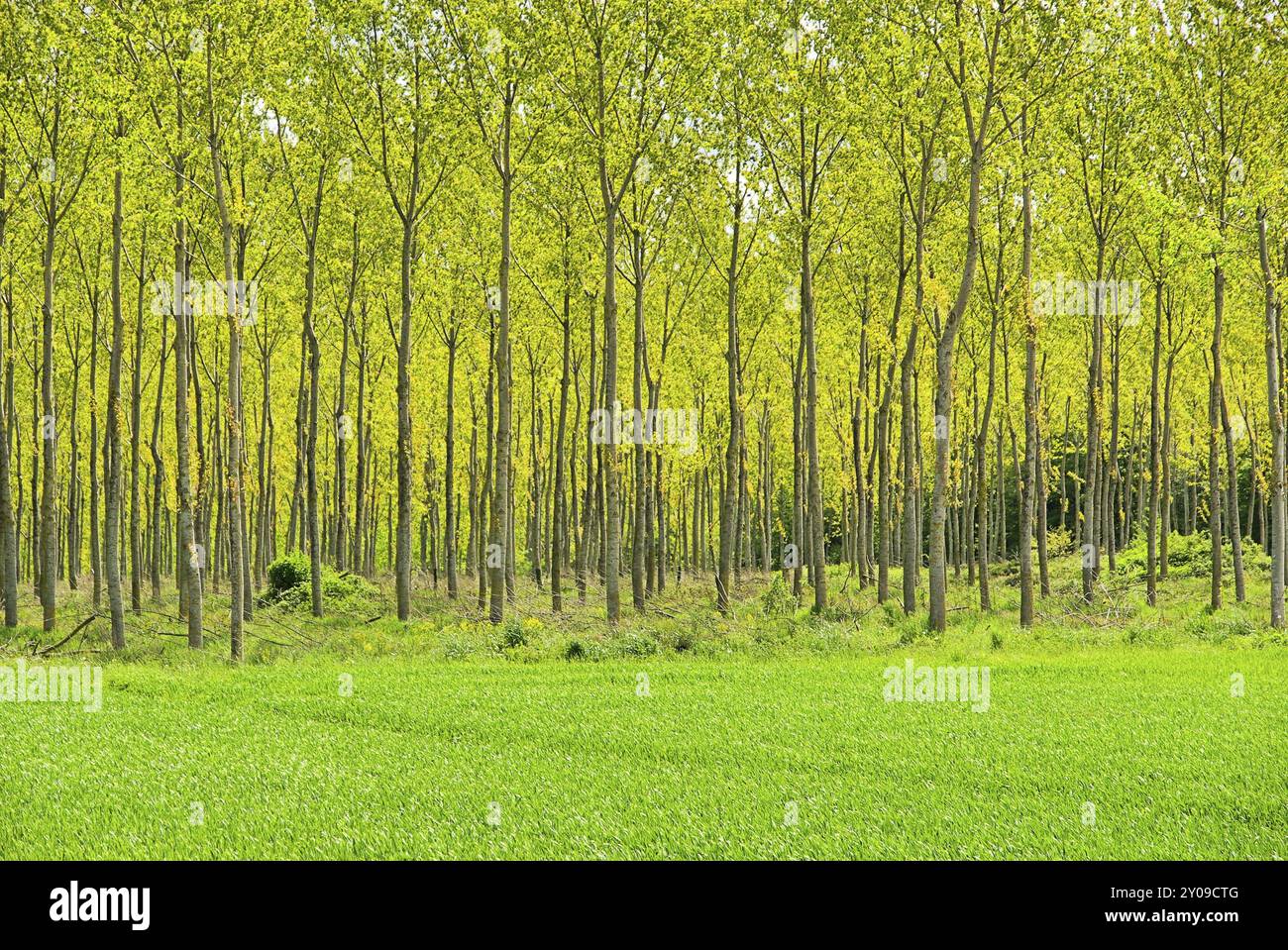 Poplar forest, Populus forest 07 Stock Photo - Alamy