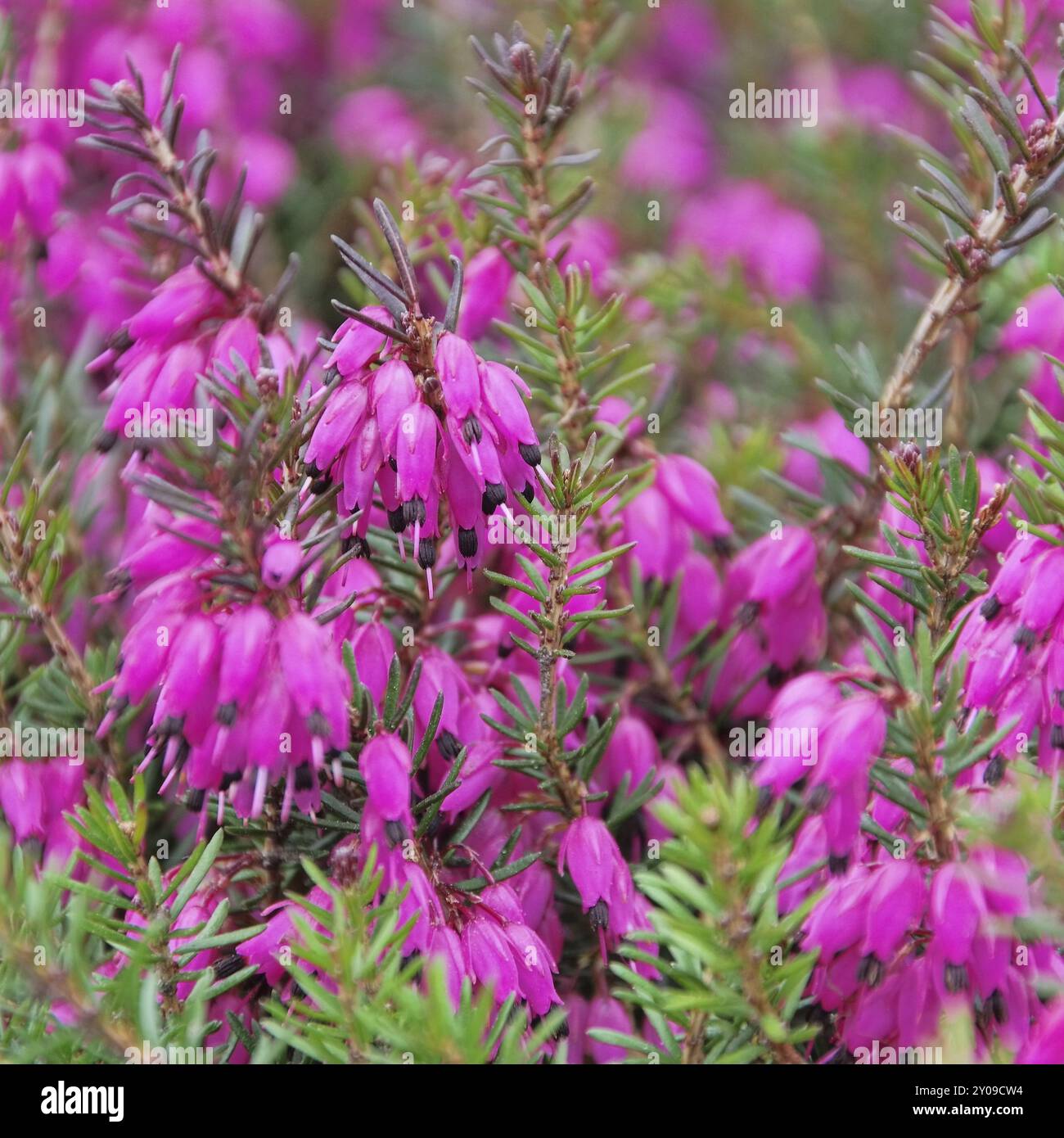 Heather flower beds hi-res stock photography and images - Alamy