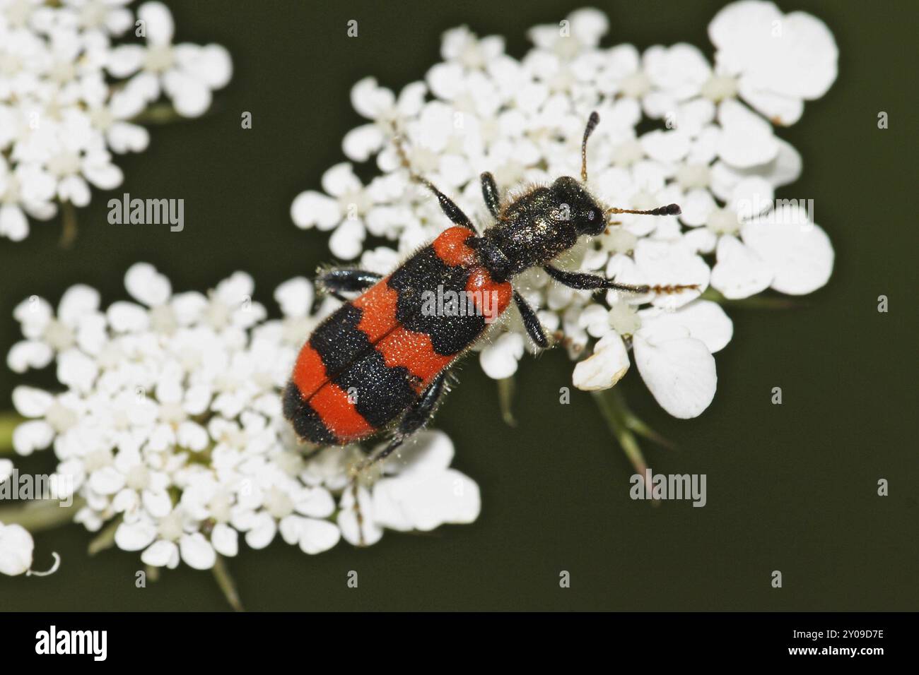 Bienenwolf, Trichodes apiarius, beetle Stock Photo - Alamy
