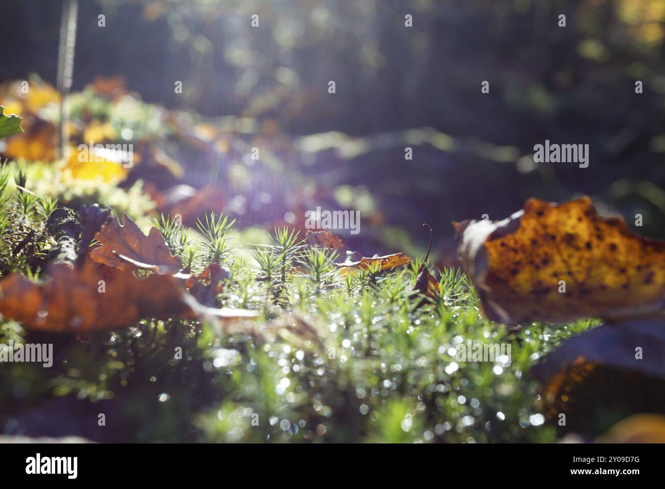 Autumn leaves against the light, foliage in the backlight Stock Photo ...
