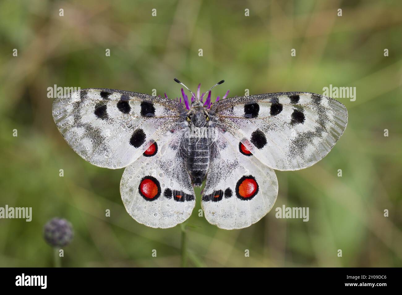 Apollo butterfly, Parnassius apollo, mountain Apollo Stock Photo - Alamy