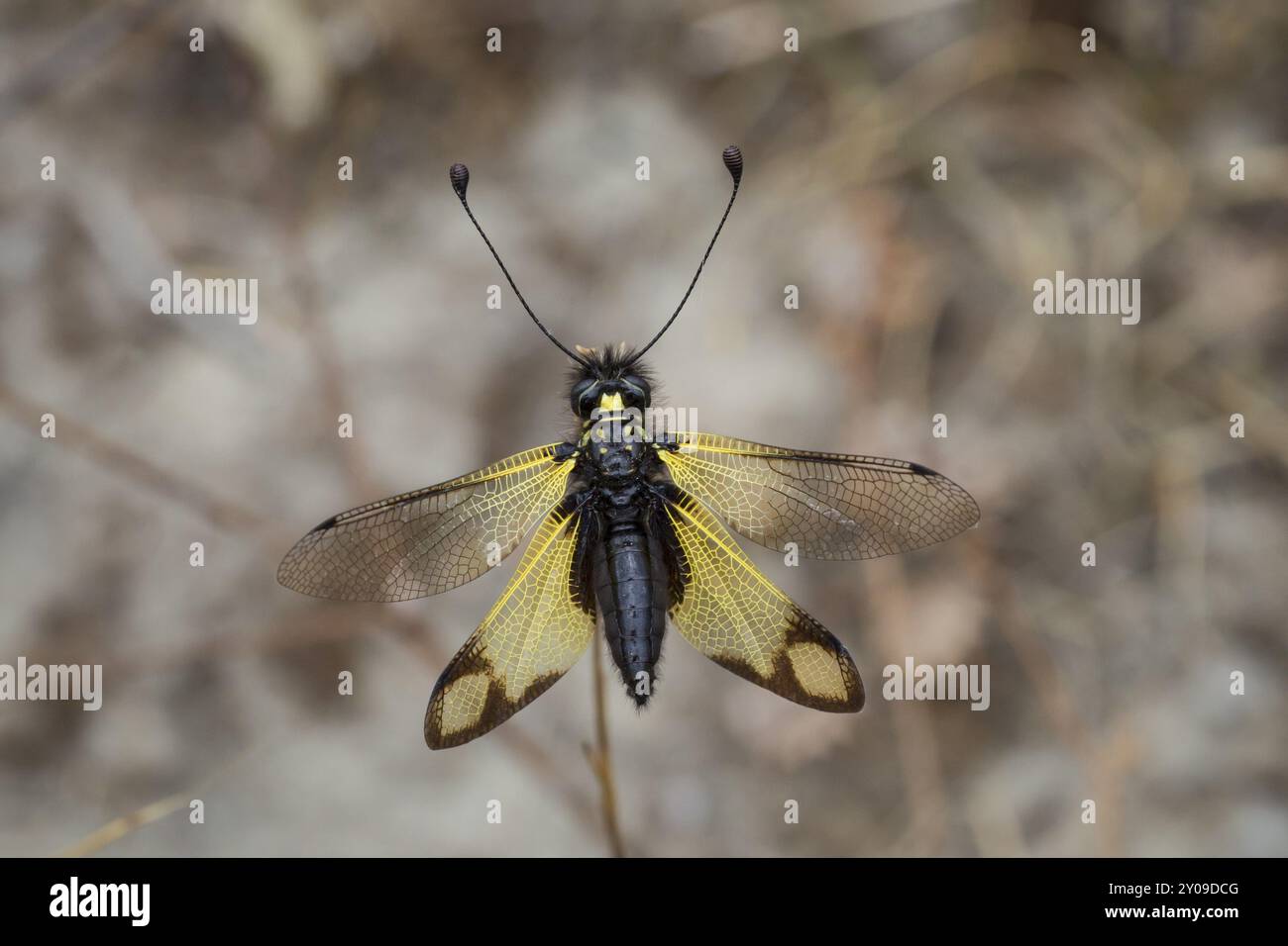 Schmetterlingshaft, Libelloides rhomboides ssp. cretensis, Owlfly Stock ...