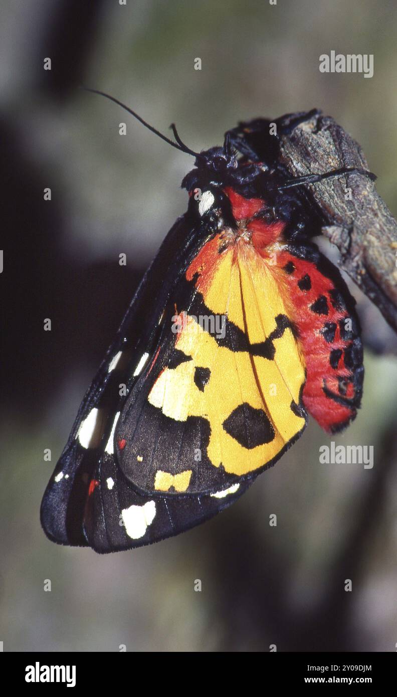 Cream-spot tiger, Arctia villica, cream-spot tiger Stock Photo - Alamy