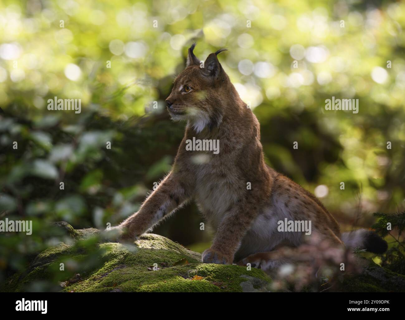 Eurasian lynx (Lynx lynx), captive, Neuschoenau enclosure, Bavarian ...