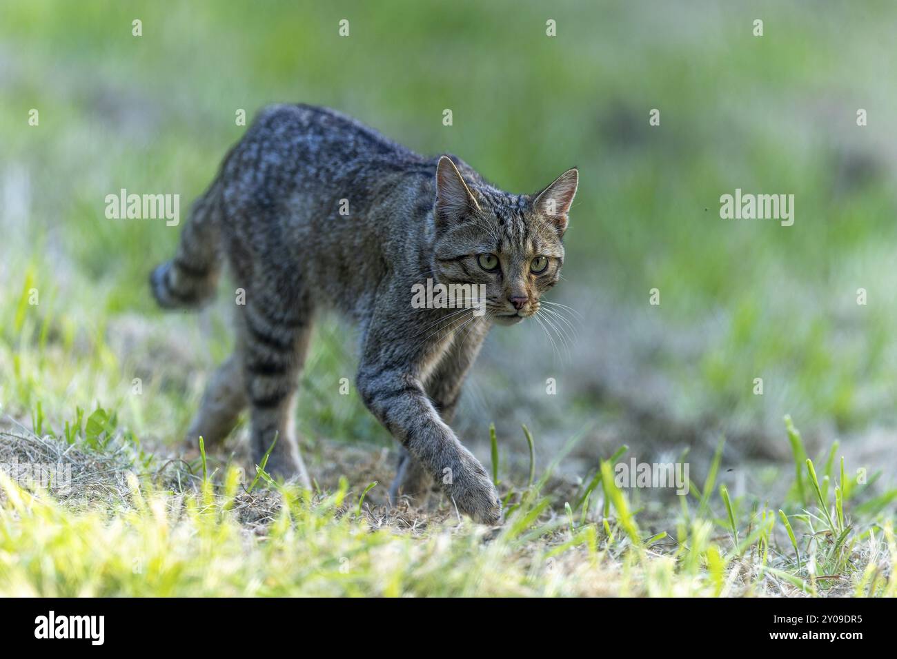 A wildcat creeps concentrated through a green meadow, Wildcat (Felis ...