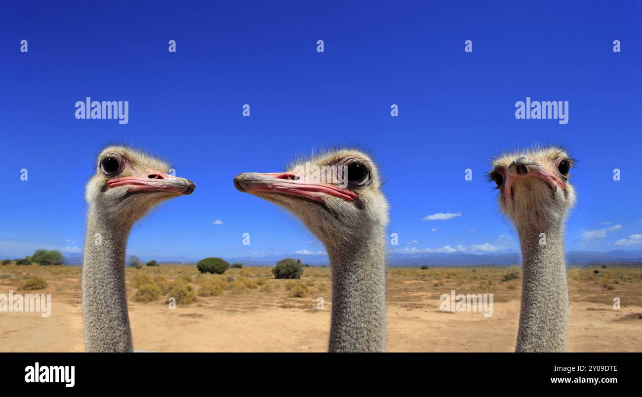 African animals montage hi-res stock photography and images - Alamy