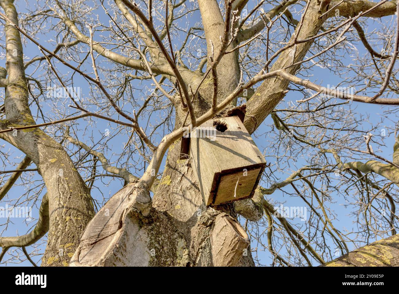 Walnut tree in winter with nesting box Stock Photo - Alamy
