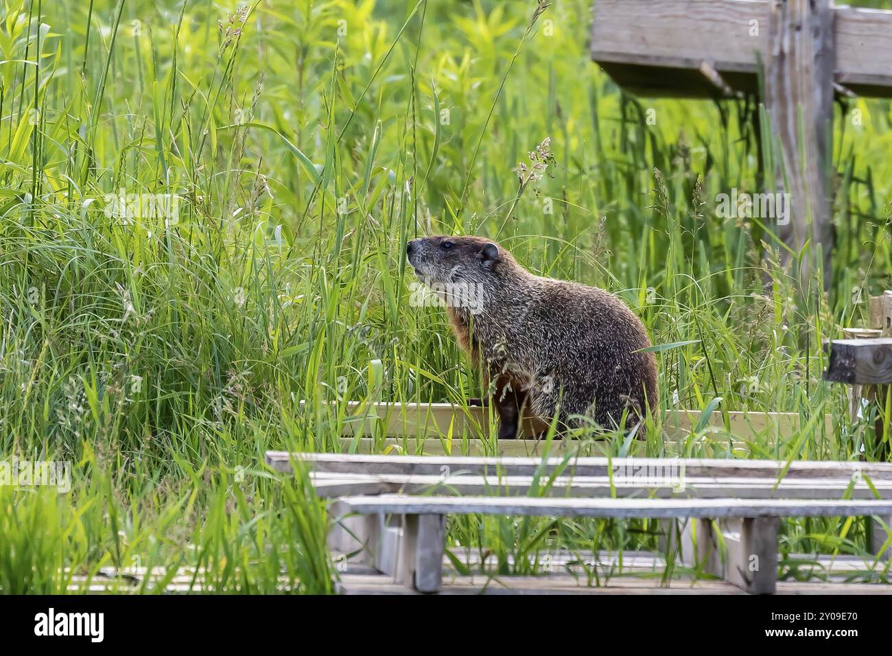 Natural scene from Wisconsin conservation area Stock Photo - Alamy