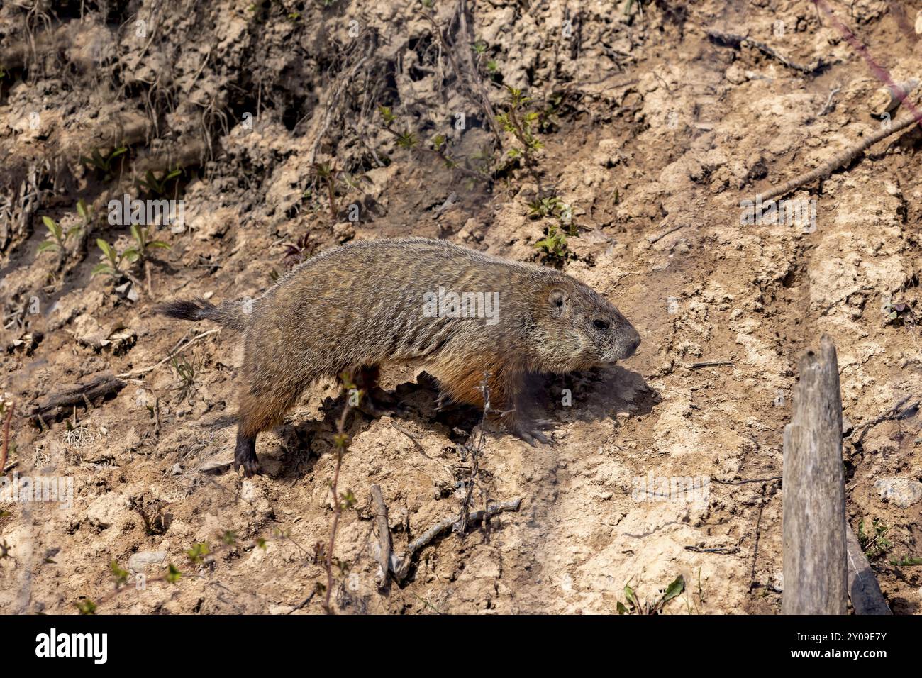 The groundhog (Marmota monax), also known as a woodchuck Stock Photo ...