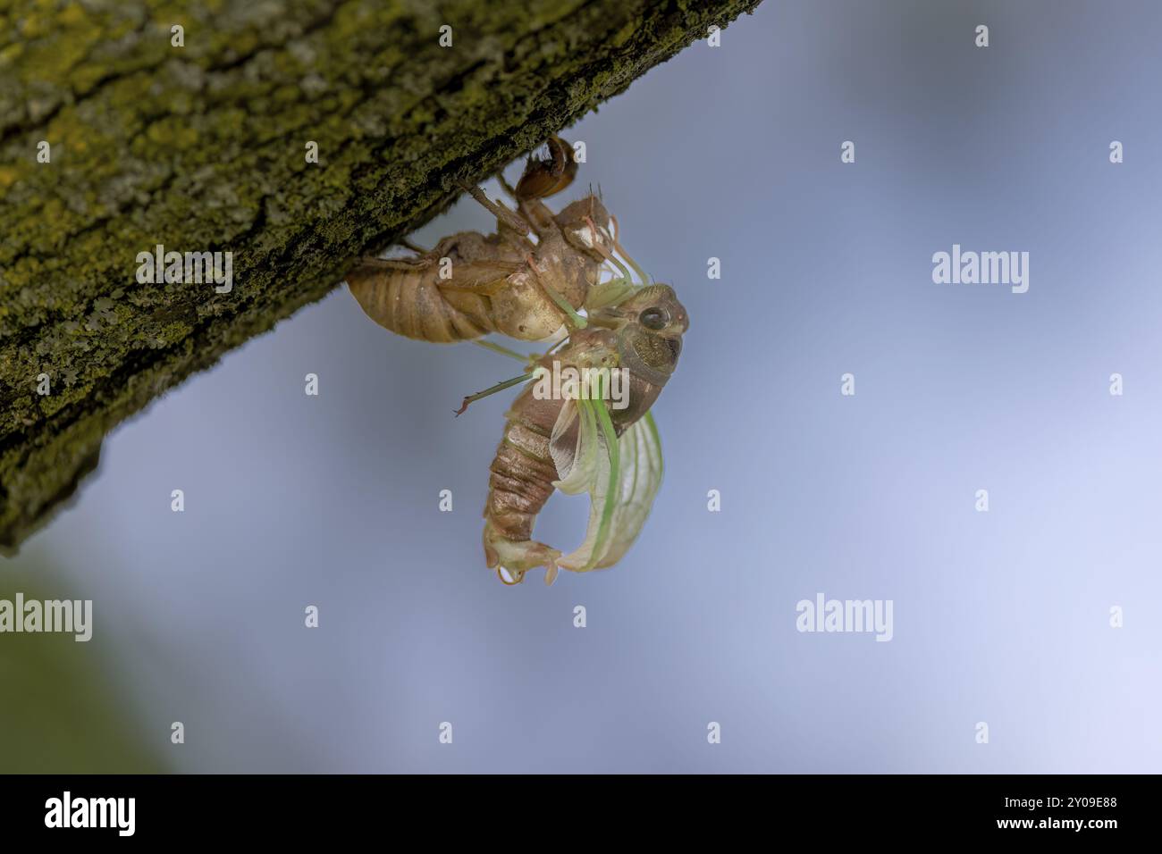 The dog-day cicada (Neotibicen canicularis) . The final stage of the ...