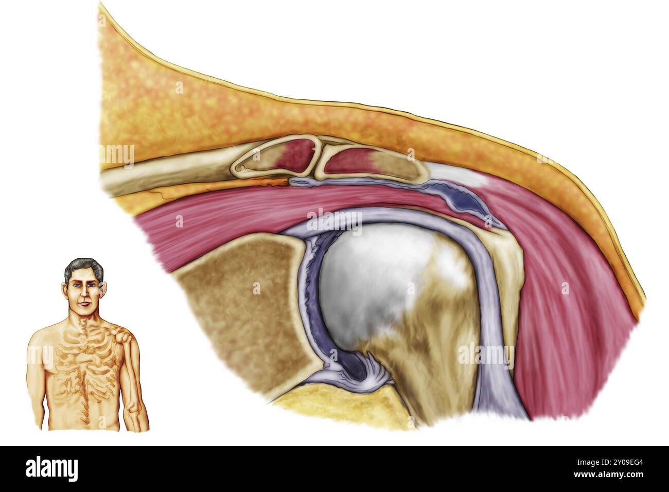 Anatomy of left shoulder, coronal view Stock Photo - Alamy
