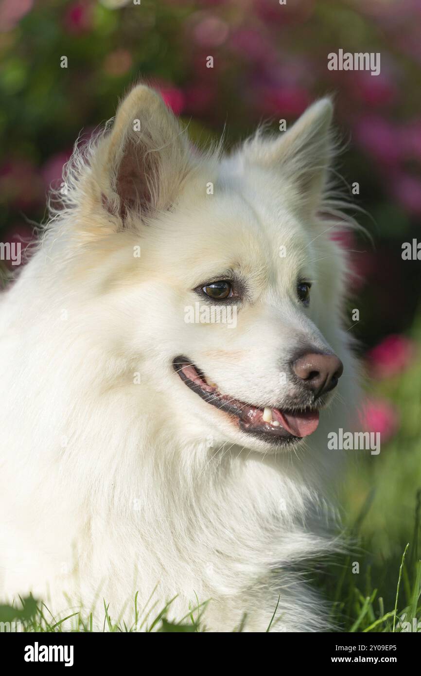 Icelandic dog, photographed in the flower beds of Stuttgart's ...