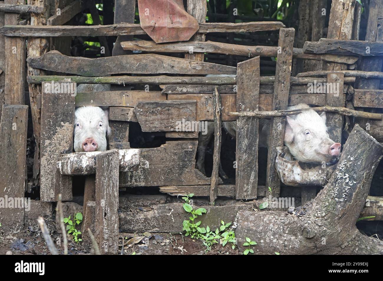 Two pigs in wooden pen in Africa Stock Photo - Alamy