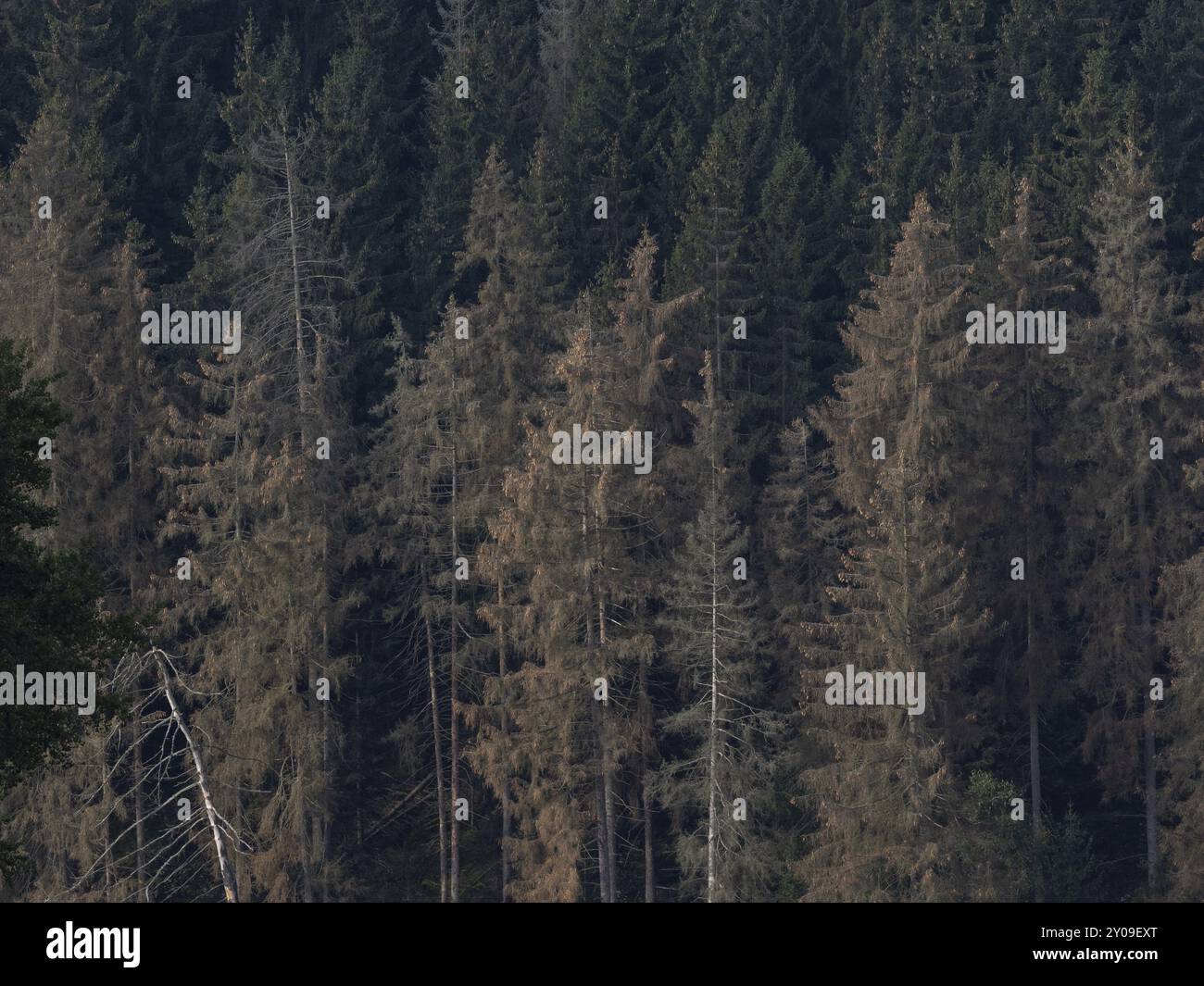 Sick spruce forest with some dead trees, Upper Franconia Stock Photo ...