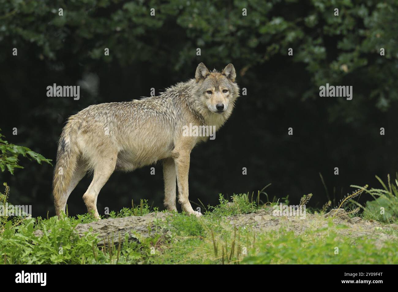 European gray wolf, Canis lupus, European wolf, Germany, Deutschland ...
