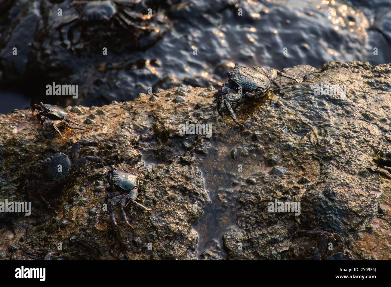 Rocky coastal habitats hi-res stock photography and images - Alamy