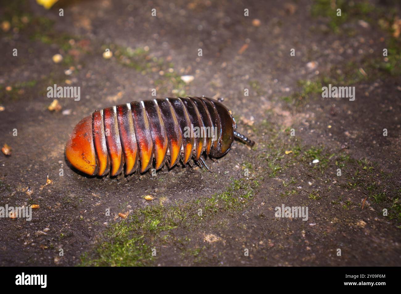 Millipede crawling on ground hi-res stock photography and images - Alamy