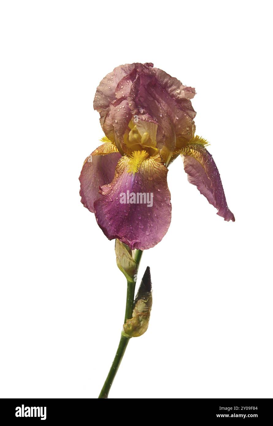Bearded iris and rose hi-res stock photography and images - Alamy