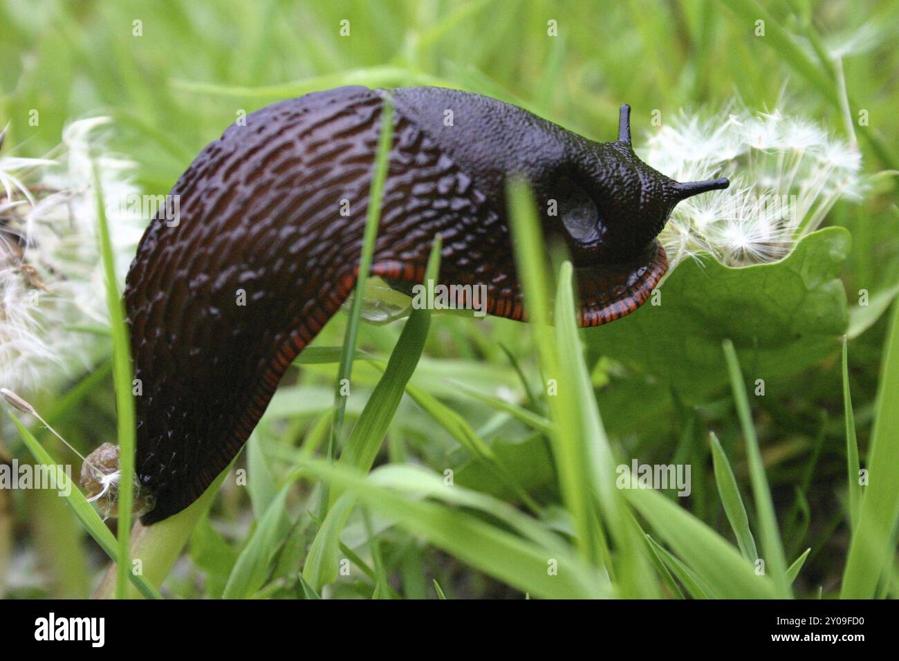 Large black snail Stock Photo - Alamy
