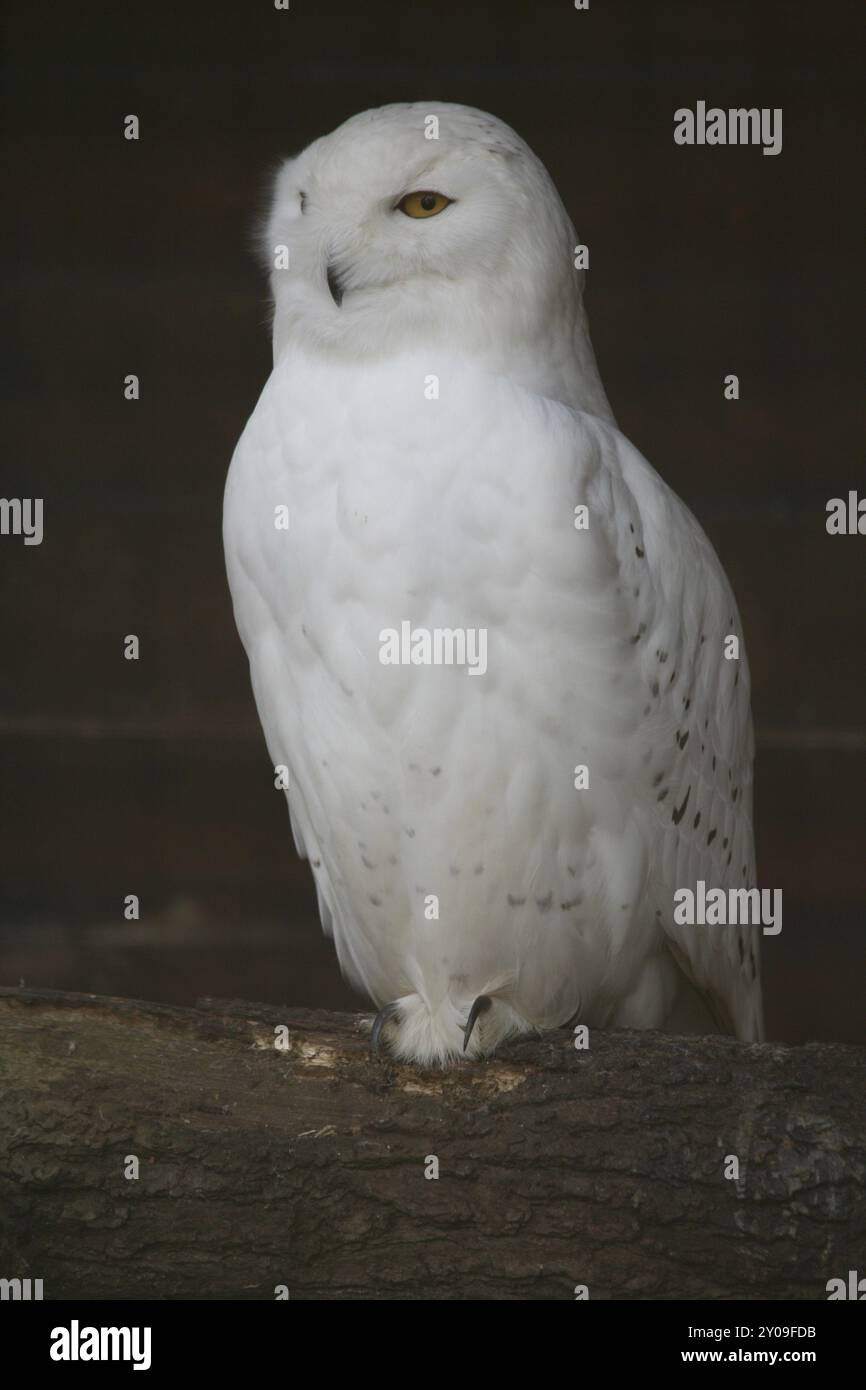 Male snowy owls hi-res stock photography and images - Alamy