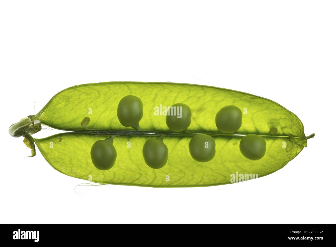 Fabaceae detail Cut Out Stock Images & Pictures - Alamy