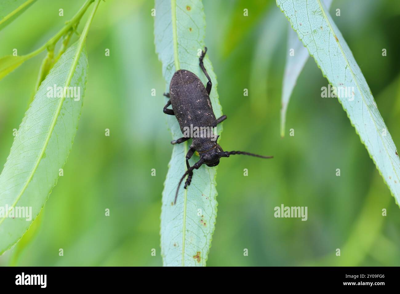 Weaver beetle (lamia textor). Found in a willow bush in south Poland ...