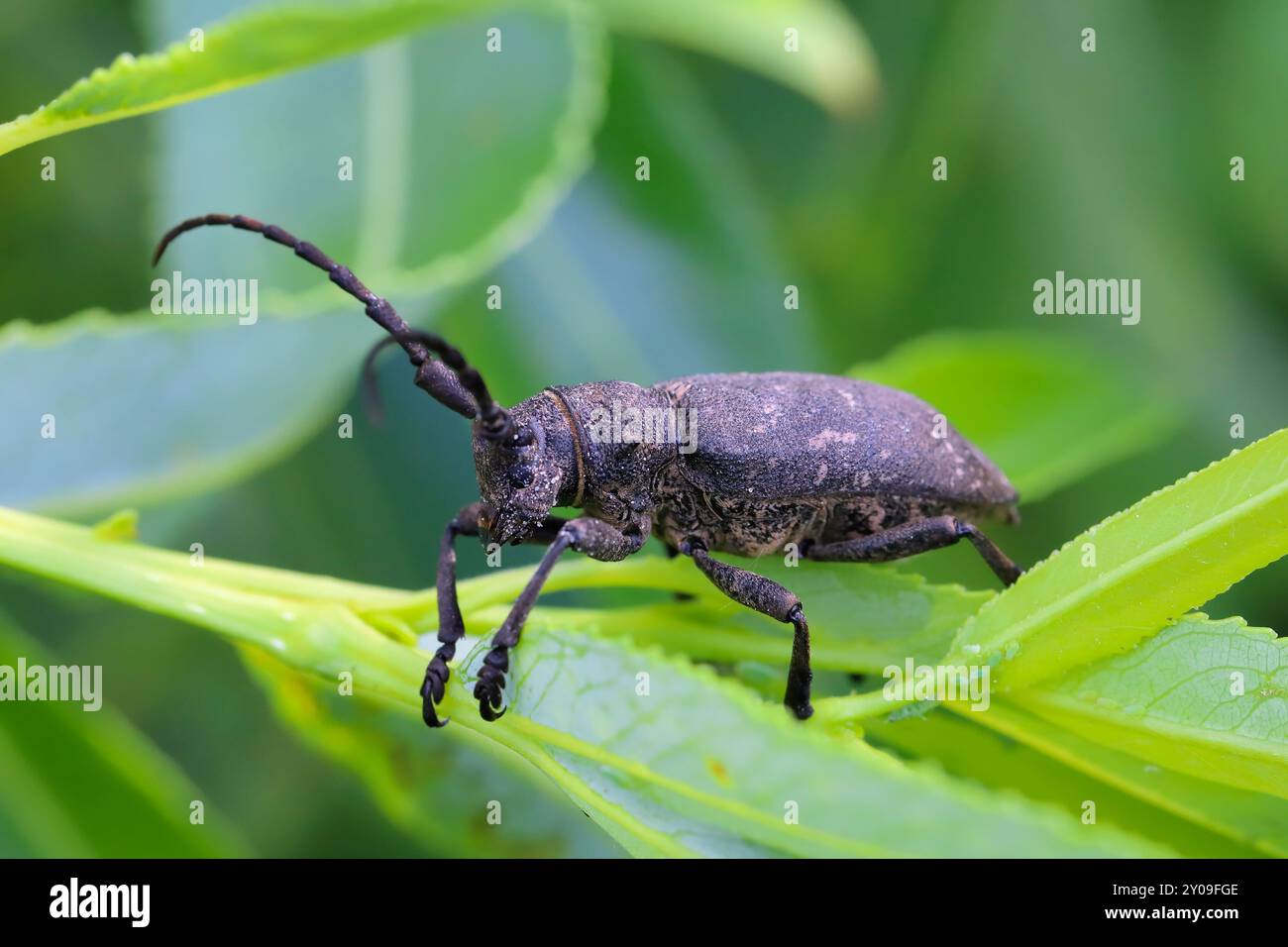 Weaver beetle (lamia textor). Found in a willow bush in south Poland ...