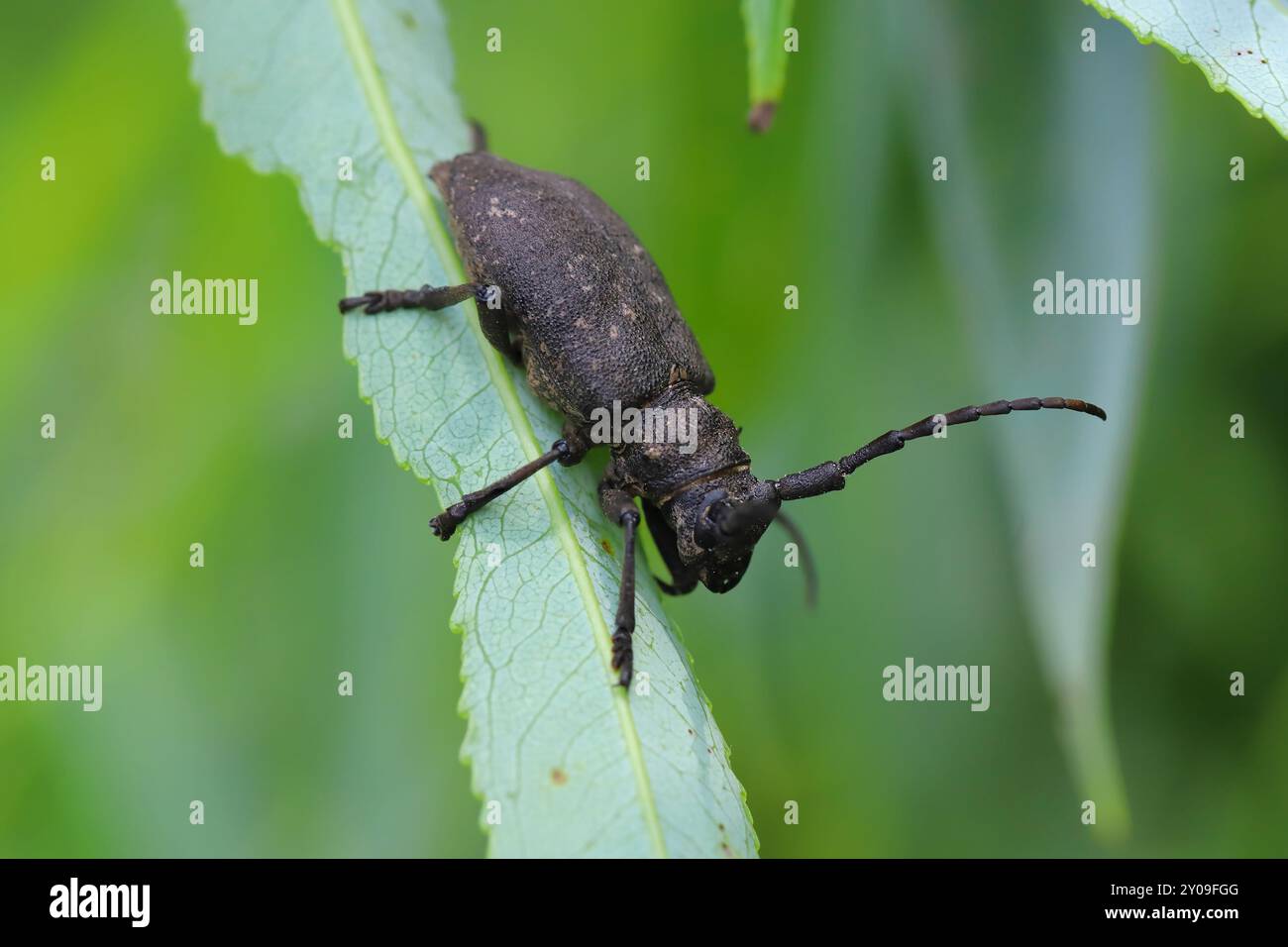 Weaver beetle (lamia textor). Found in a willow bush in south Poland ...