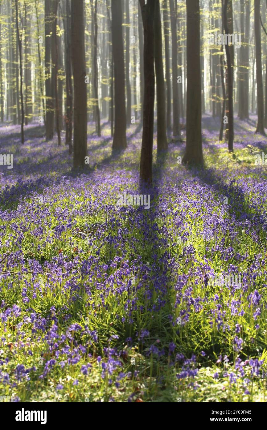 Sunlight in flowering forest, Hallerbos Stock Photo - Alamy