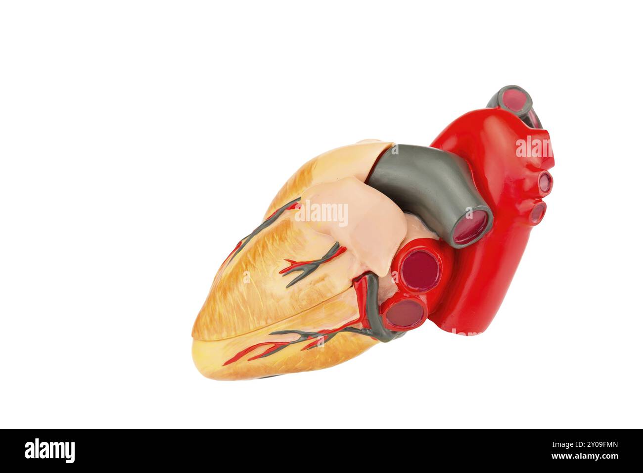 Artificial human heart model isolated on white background Stock Photo ...