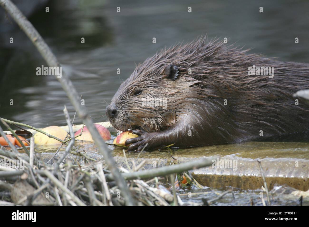 North American Beaver (Castor canadensis Stock Photo - Alamy