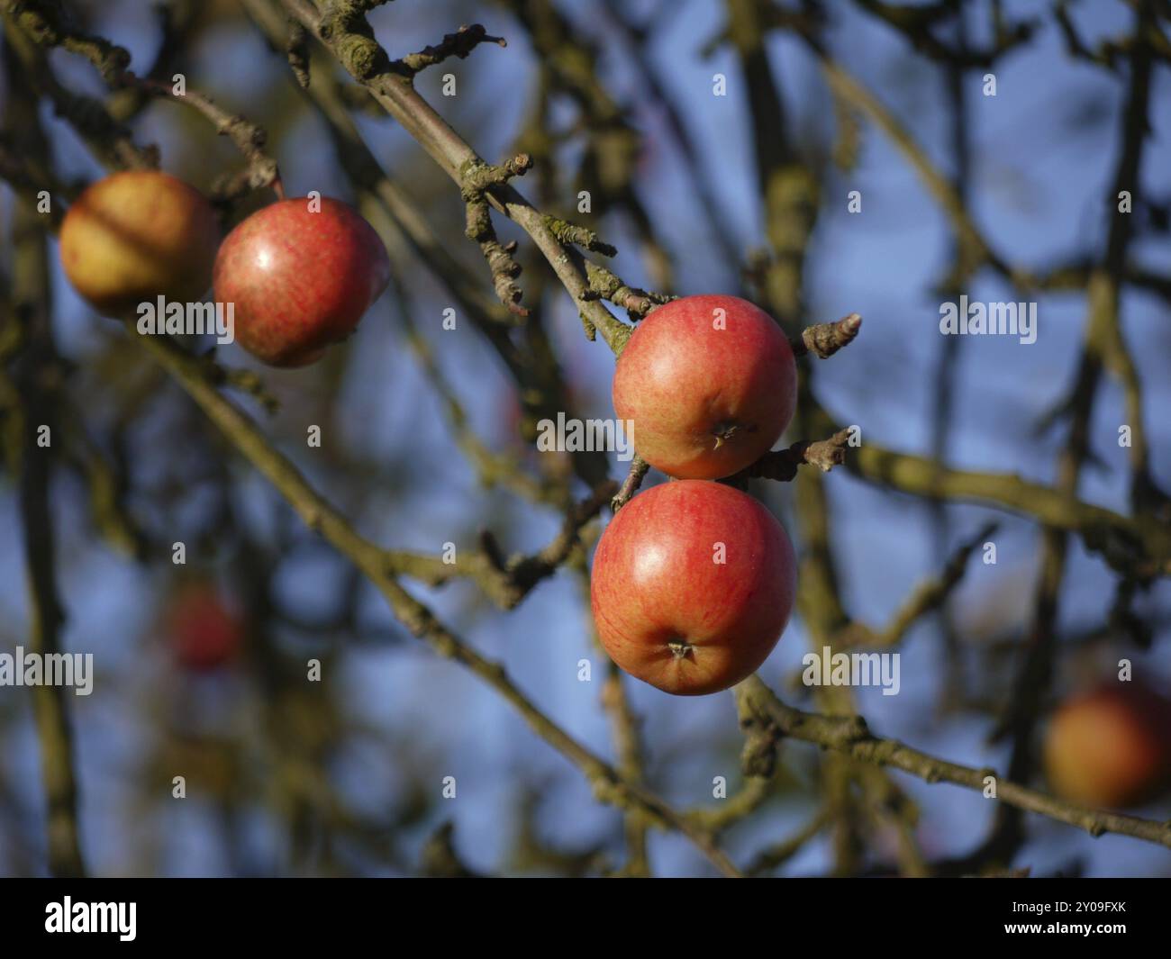 Apple cultivation regions hi-res stock photography and images - Alamy