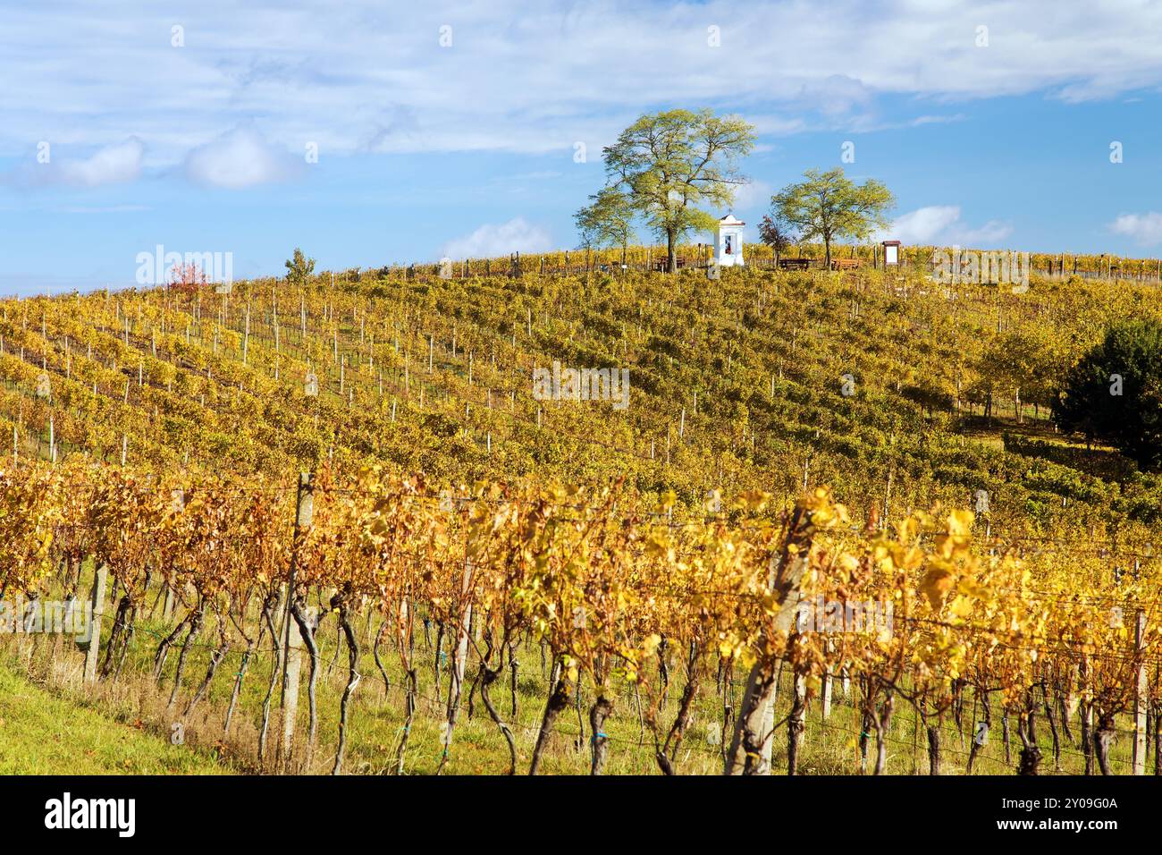 vineyard and chapel in the middle of trees, autumn in the vineyard ...