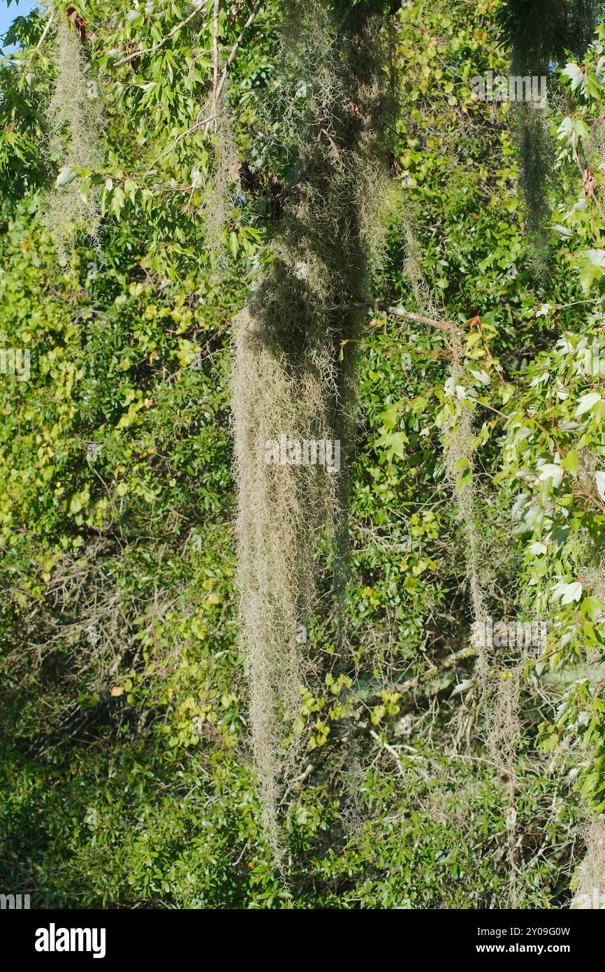 Large Spanish moss hanging from green trees. Florida Sunshine and shade ...
