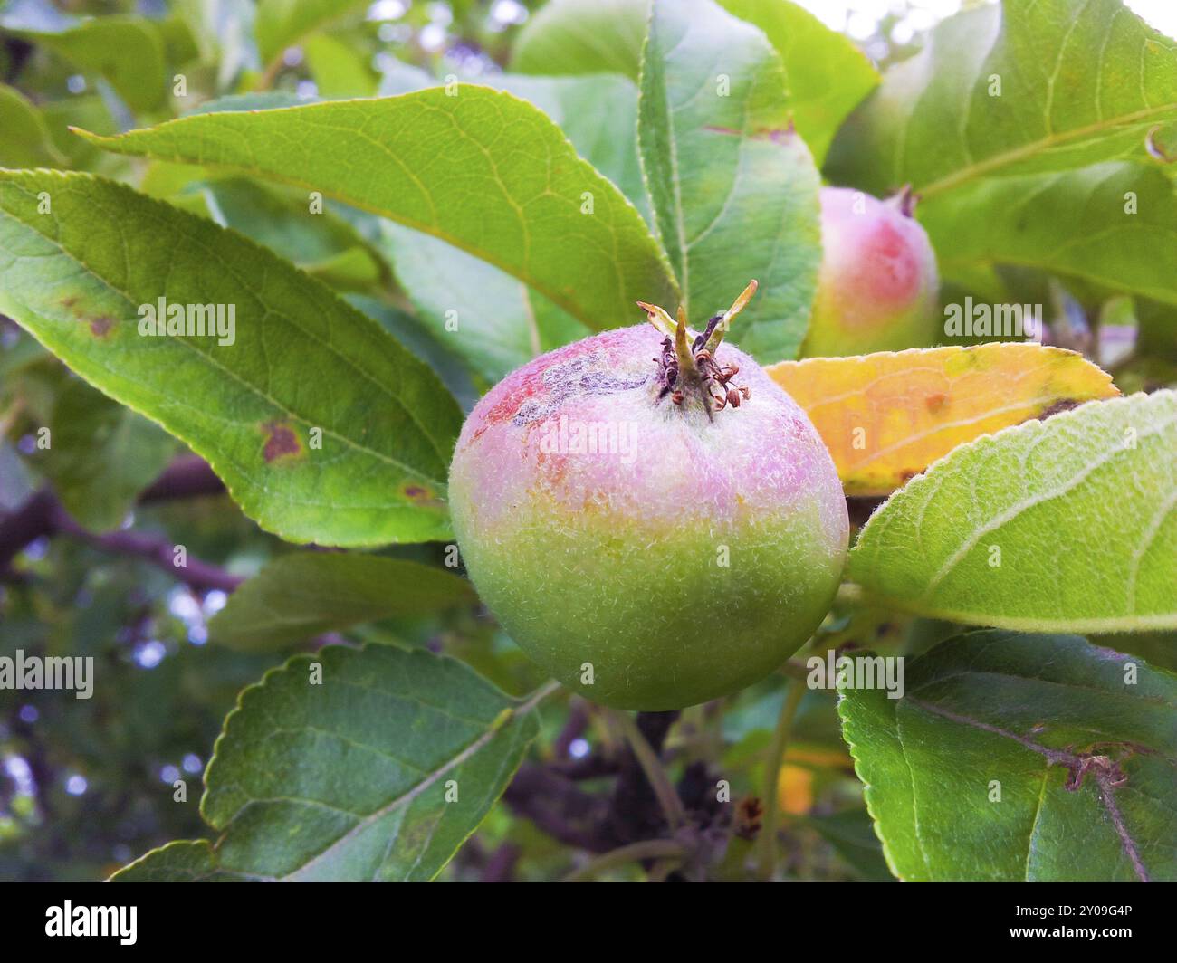 Tiny green apples on tree hi-res stock photography and images - Alamy