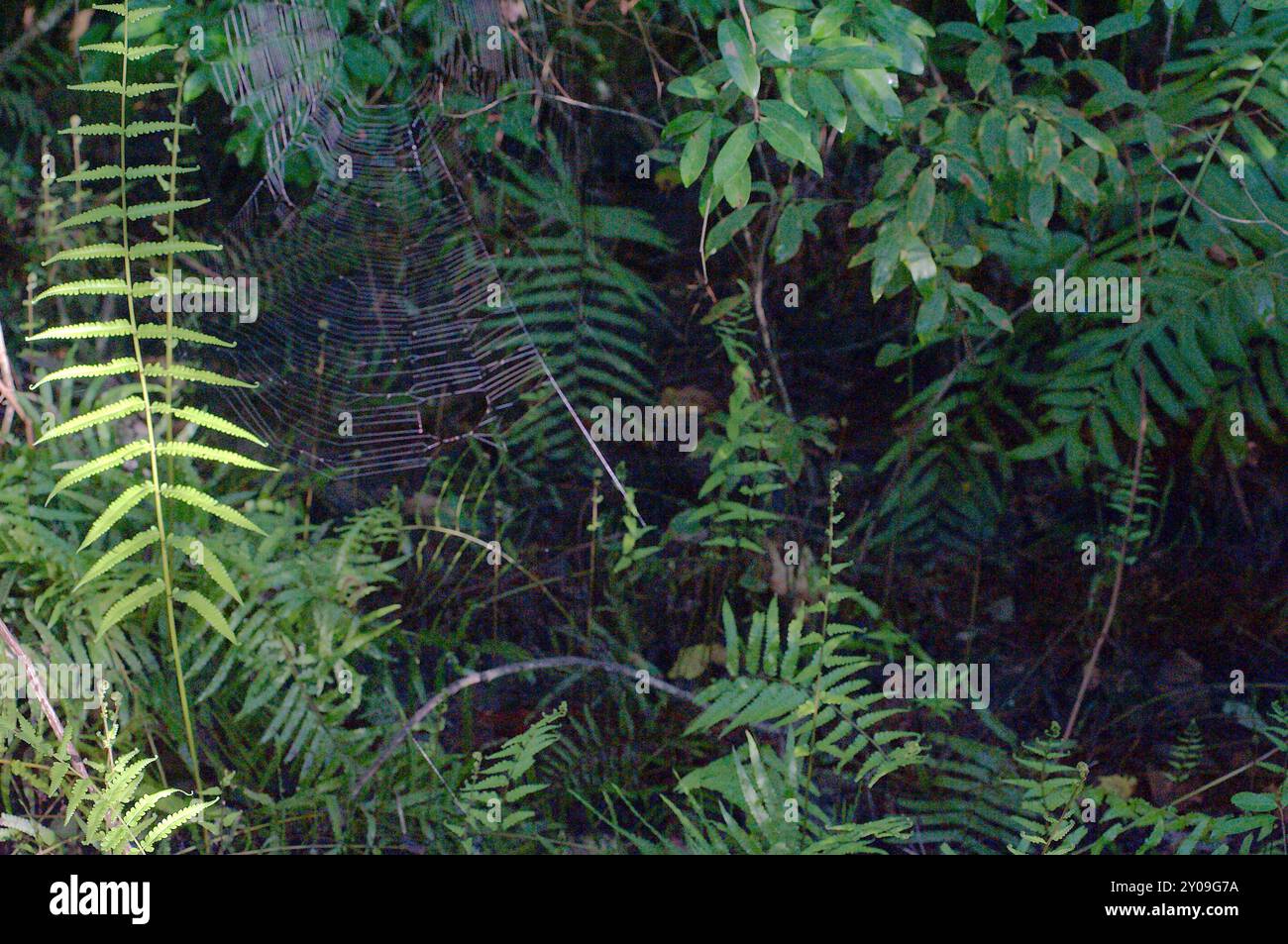 Wide view of a spider web on green fern plants with dark trees in the ...