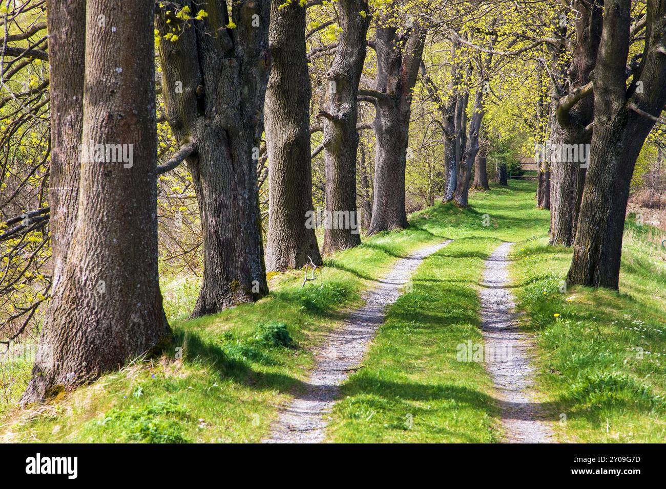 view ofspringtime linden tree alley, alley of lime trees Stock Photo ...