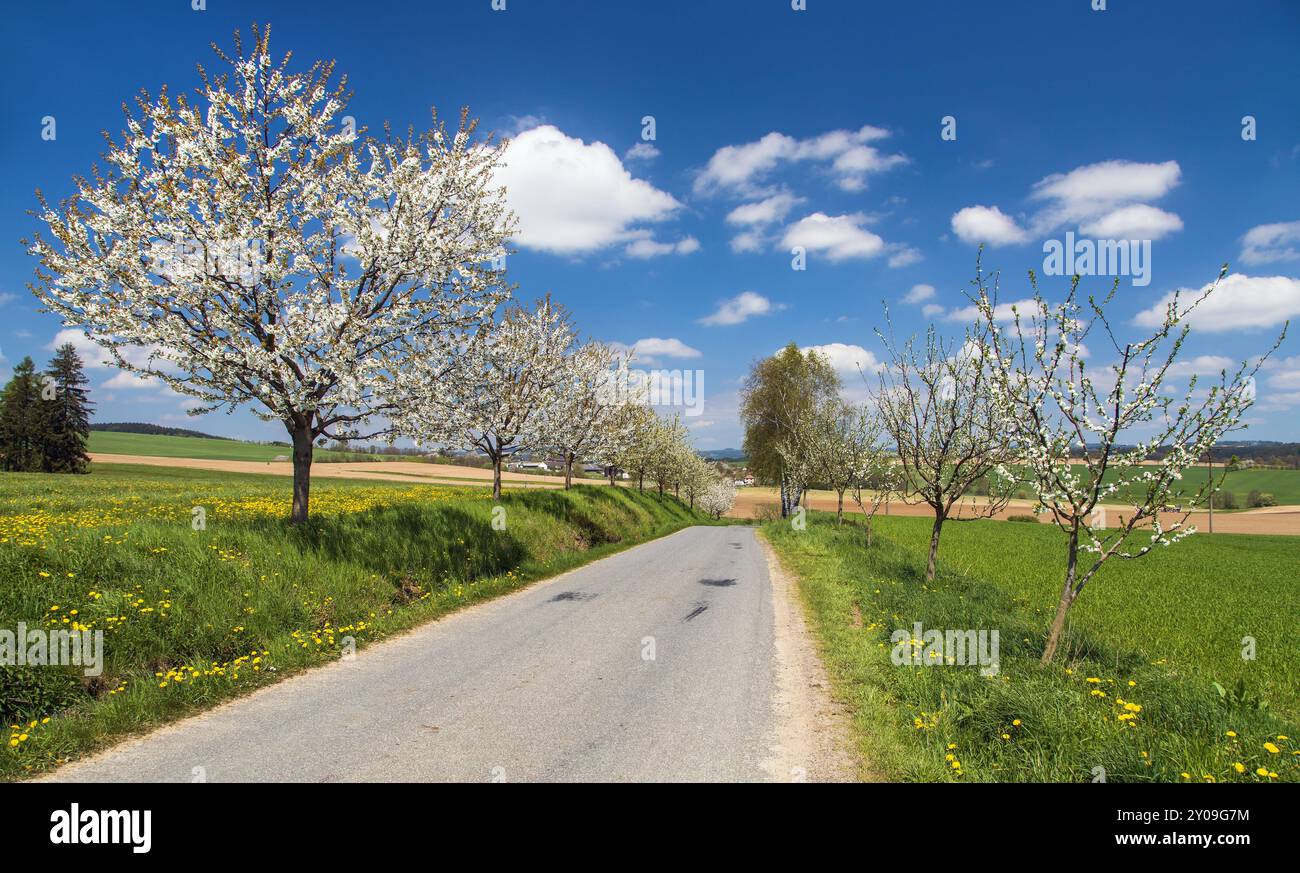 road and alley of flowering cherry trees in latin Prunus cerasus with ...