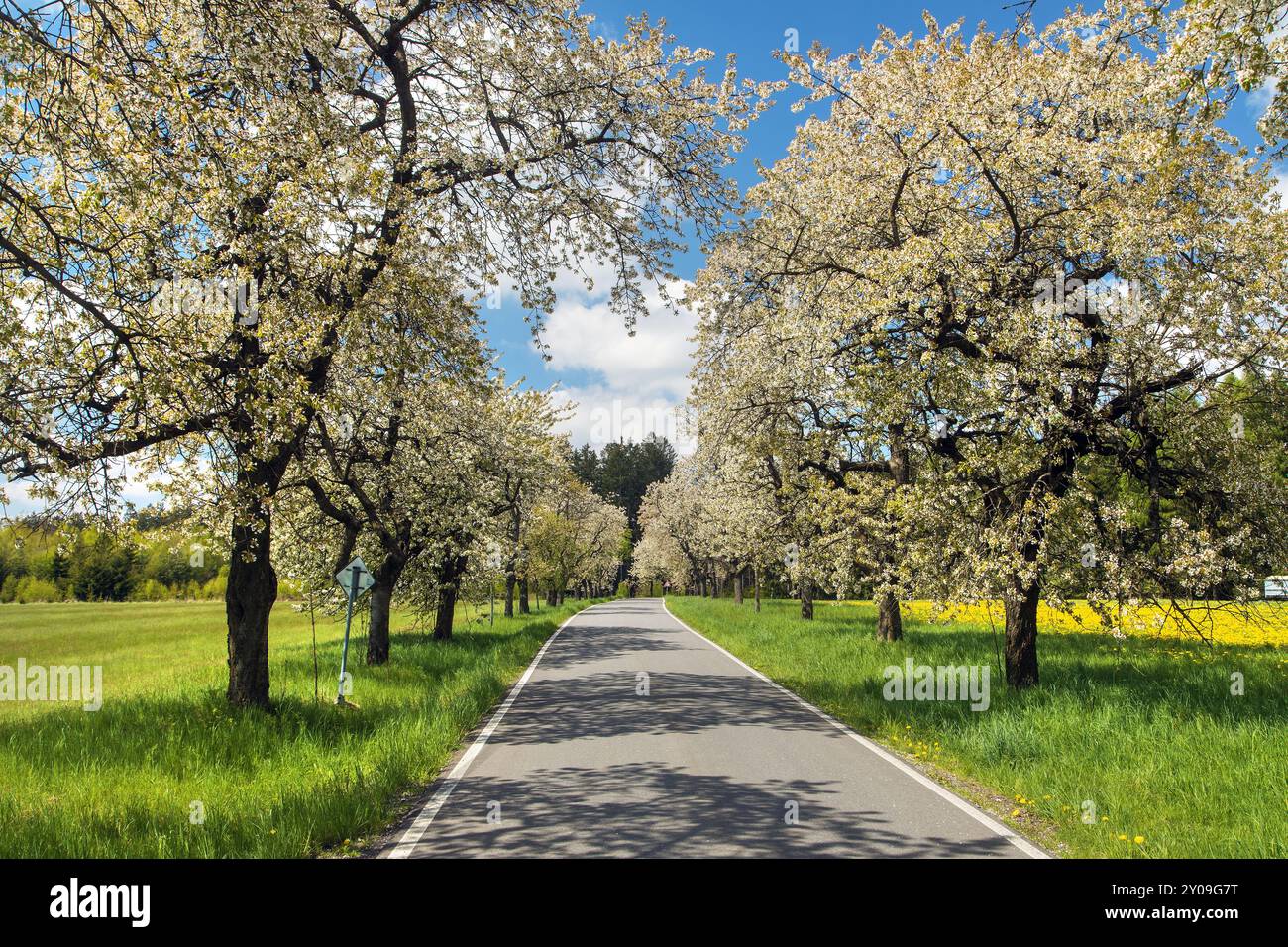 road and alley of flowering cherry trees in latin Prunus cerasus with beautiful sky. White ...