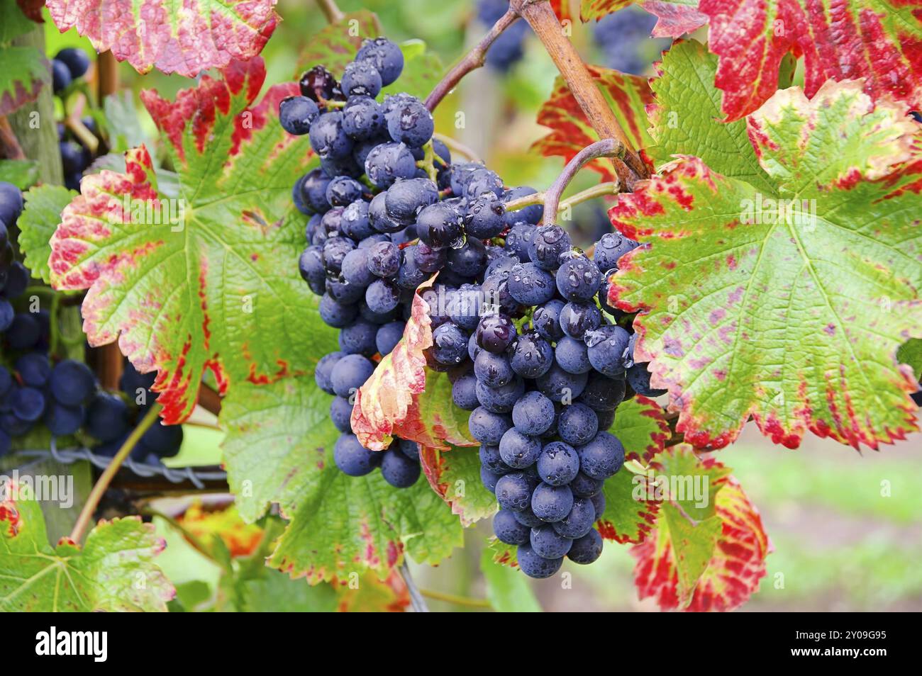 Grape red 25 Stock Photo - Alamy