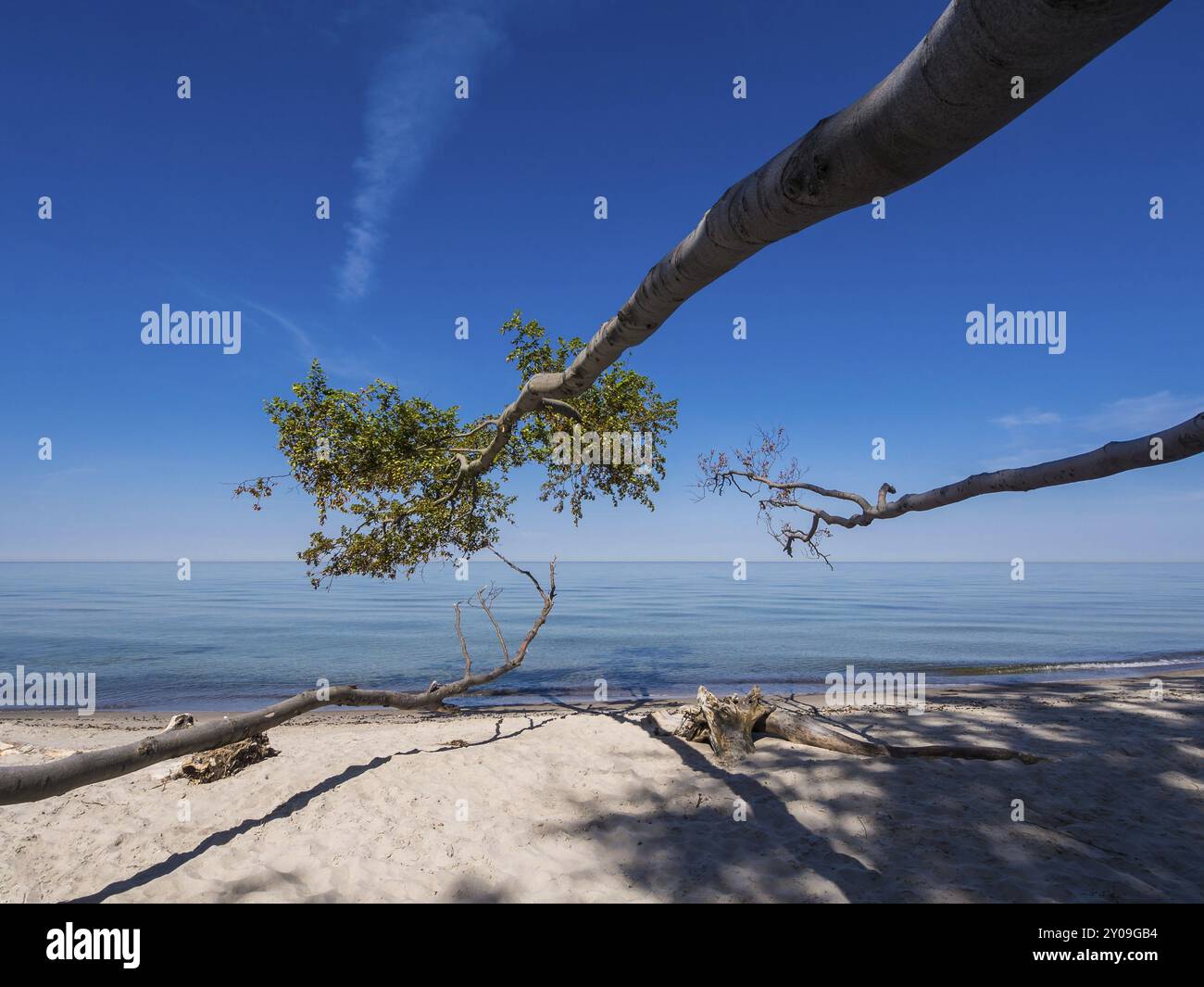 A fallen tree on the Baltic coast Stock Photo - Alamy