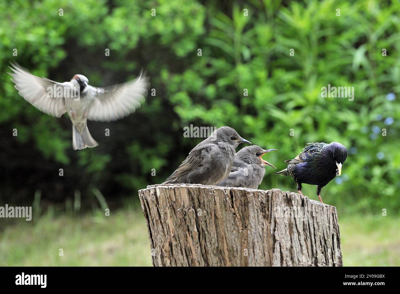 Starlings on their first flight.starling, European Starling, Sturnus ...