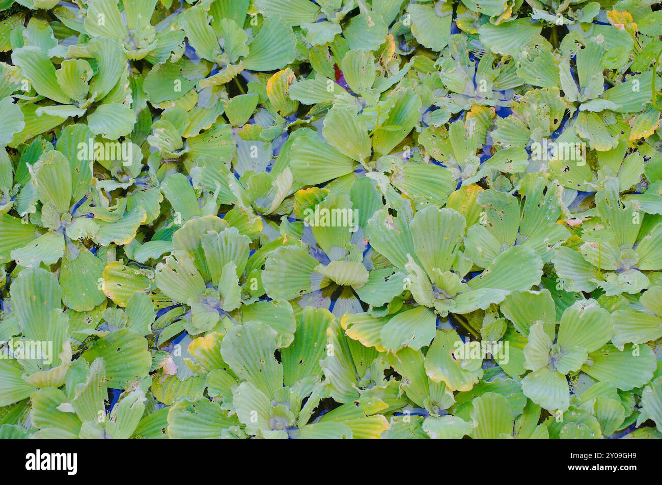 Overhead close view of water lettuce in the early morning in Florida ...