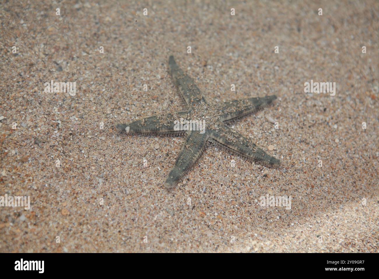 Starfish in shallow water sand beach background, Fiji Stock Photo - Alamy