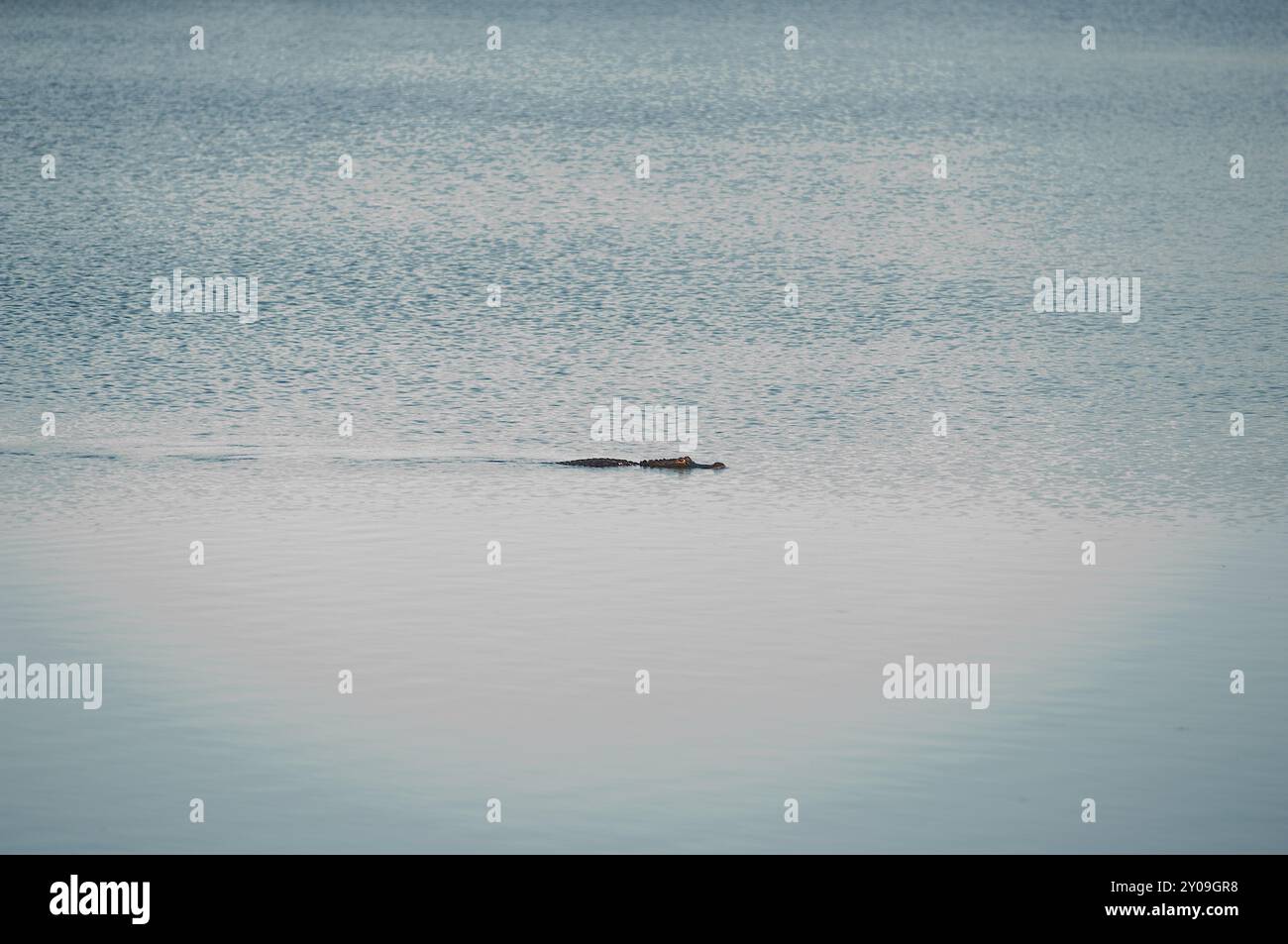 Wide view of an alligator on the surface of the blue water lake in the ...