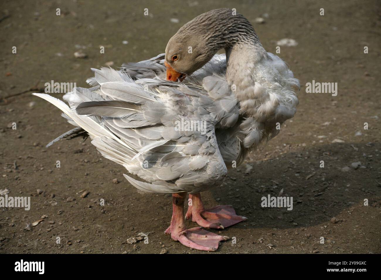 Poultry farming duck breeds hi-res stock photography and images - Alamy