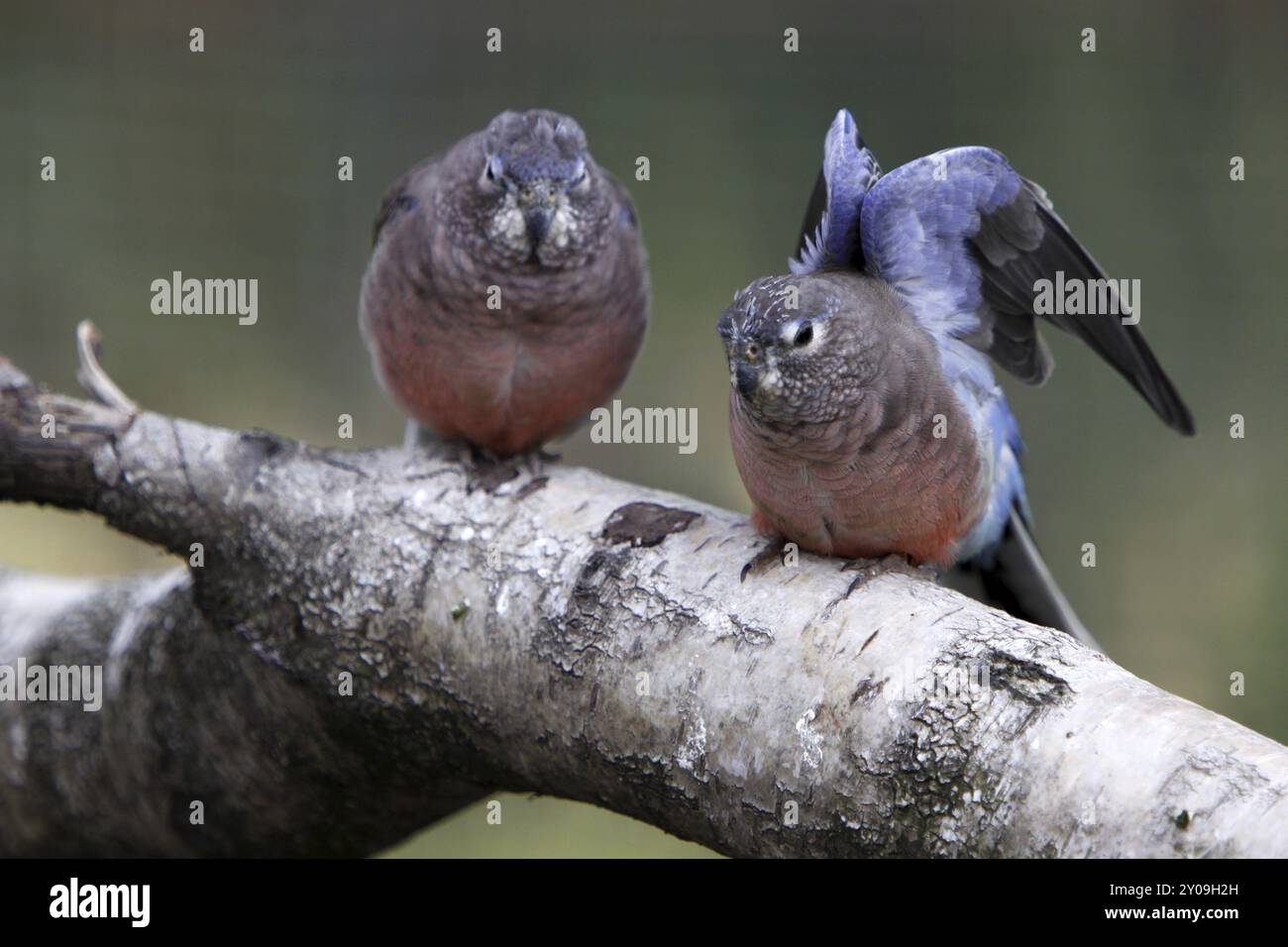 Bourkes parrot hi-res stock photography and images - Alamy
