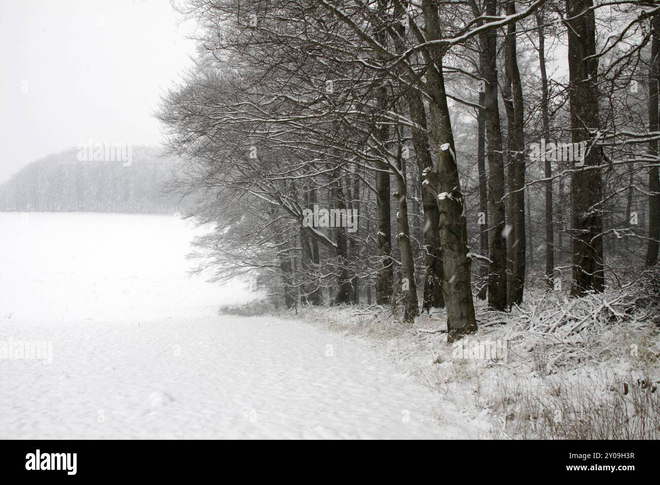 Snowing in front trees hi-res stock photography and images - Alamy